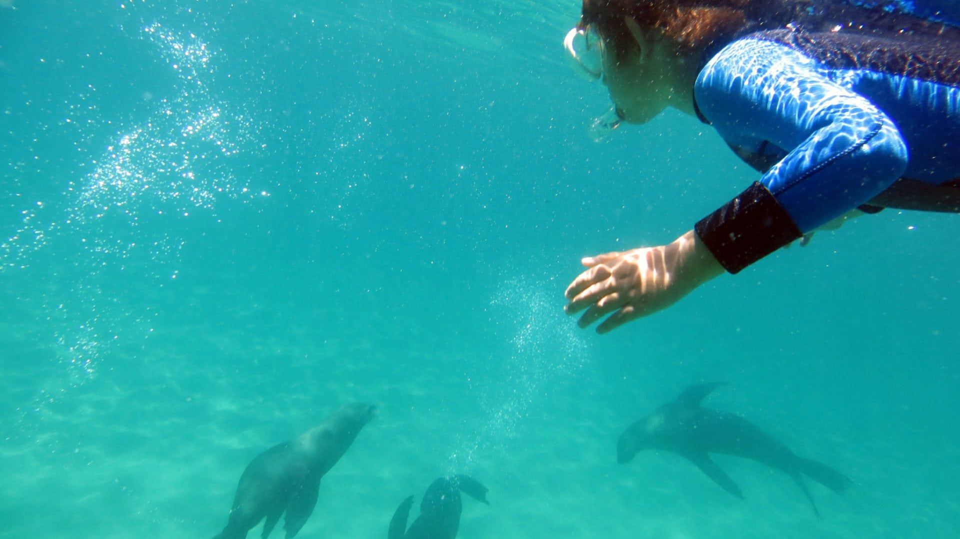 Welcome to offshore adventures - swim with seals in plettenberg bay